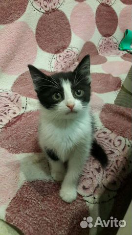 Маленький пупсик ищет маму