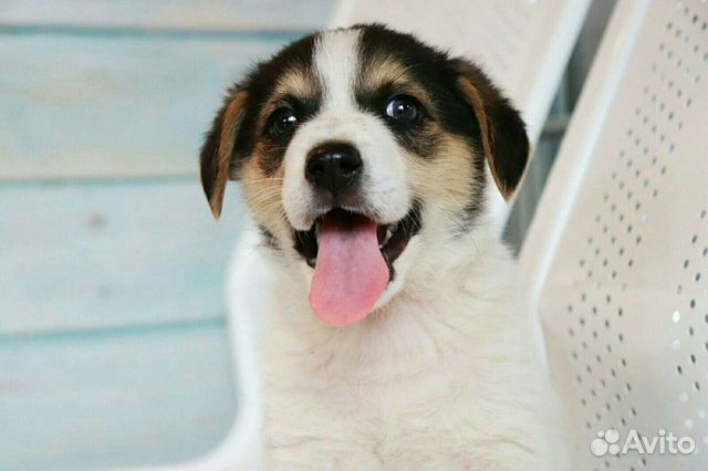 Щенок мальчик в добрые руки