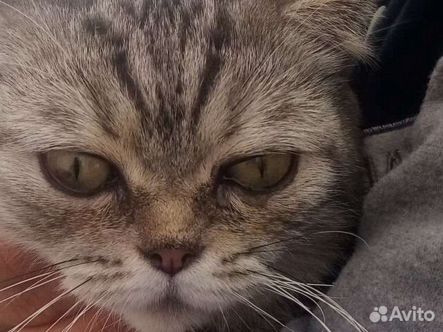 Британский вислоухий