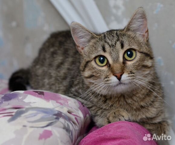 Сладкий Изюмчик ищет дом