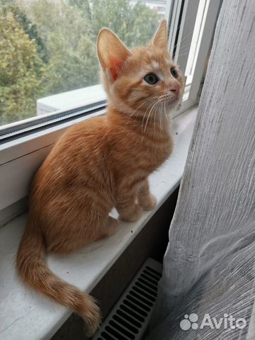 Рыжий котенок мальчик