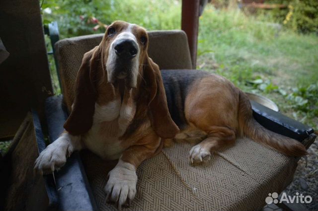 Бассет кобель