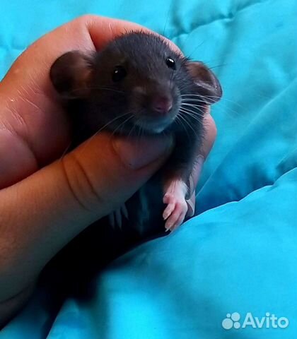 Крысята дамбо малыши от rat love13.85