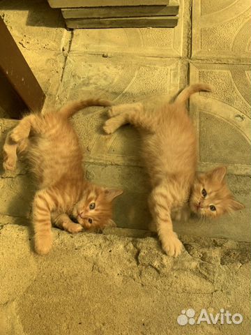 Котята в добрые руки)