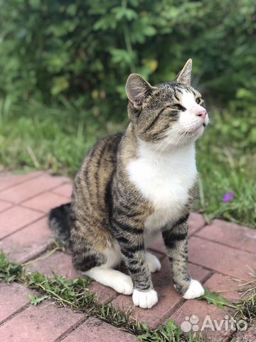 Котёнок около 8 месяцев, ищем хорошие руки