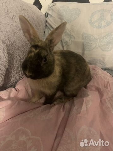 Декаративный кролик