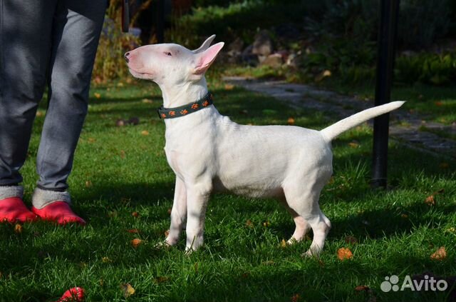 Щенки бультерьера стандартного