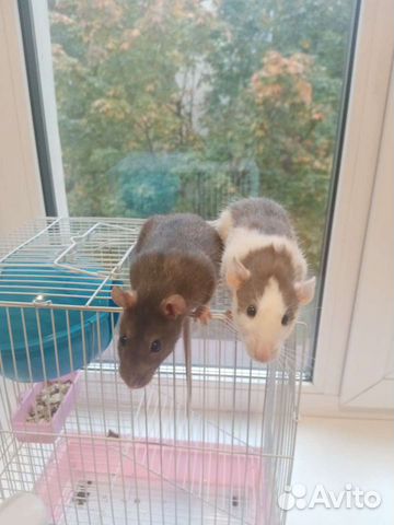 В добрые руки две мышки
