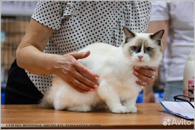 Кошечка породы Рэгдолл