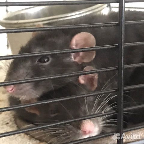 Три крысы девочки вместе с клеткой