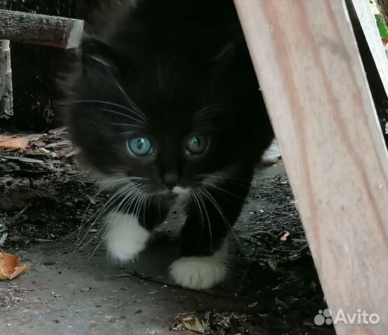 Котенок ищет дом