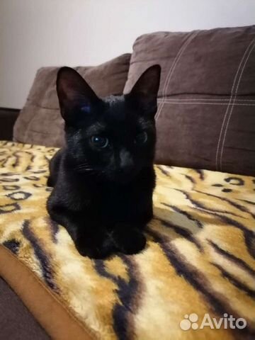 Кошка в добрые руки бесплатно