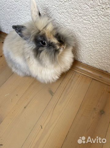 Декоративный кролик бесплатно