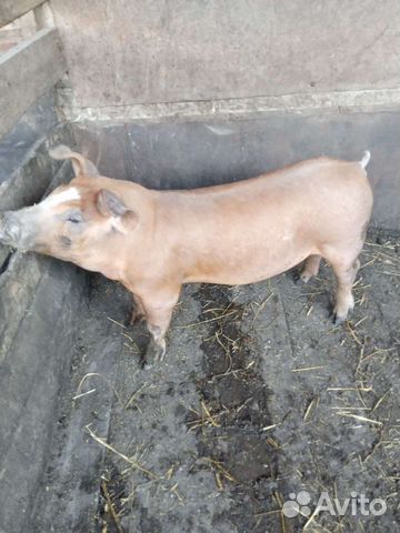 Породистый хрячек мясного направления, папа дюрок