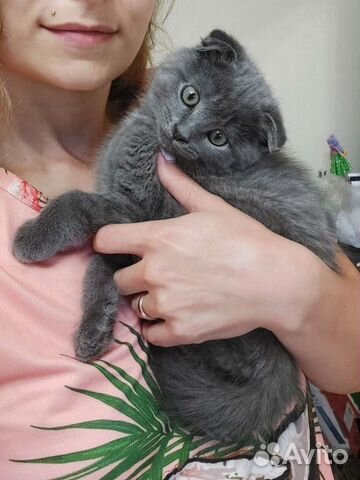 Шотландские вислоухие котята