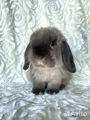 Декоративный кролик минилоп