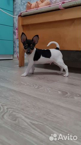 Американский той фокстерьер