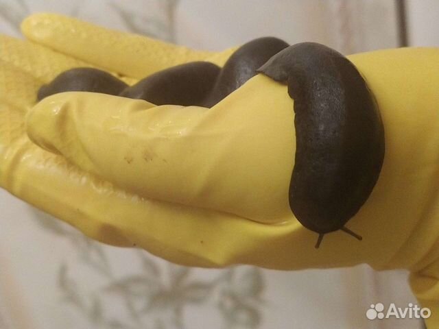 Чёрные мадагаскарские слизни