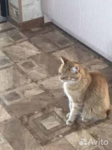 Отдам кота в добрые руки