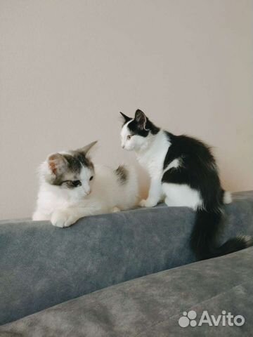 Красивые котята в дар