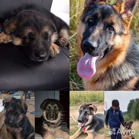Щенки немецкой овчарки