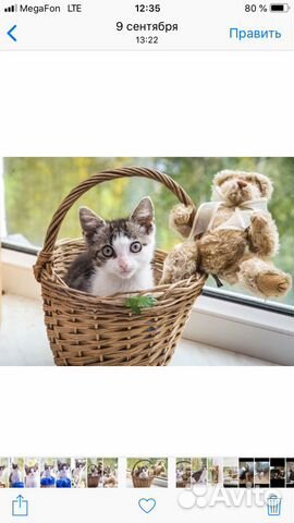 Ласковая и умная киска 2 месяца