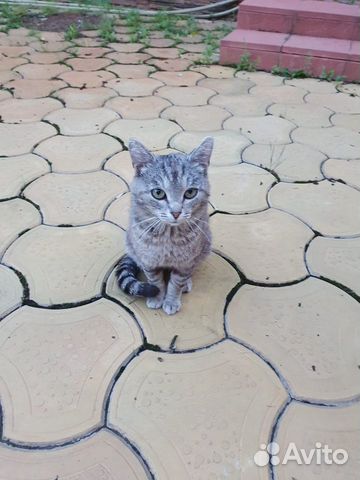 Котик 1,5 - 2 года