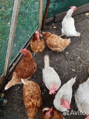 Куры несушки 1 год