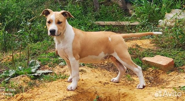 Красавица аст