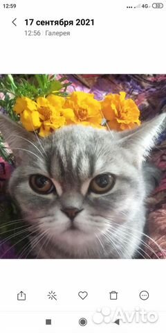 Принцесса София Прекрасная ищет прежних/новых хозя