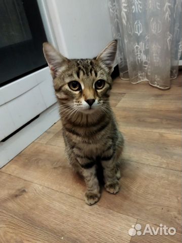 Котенок ищет дом