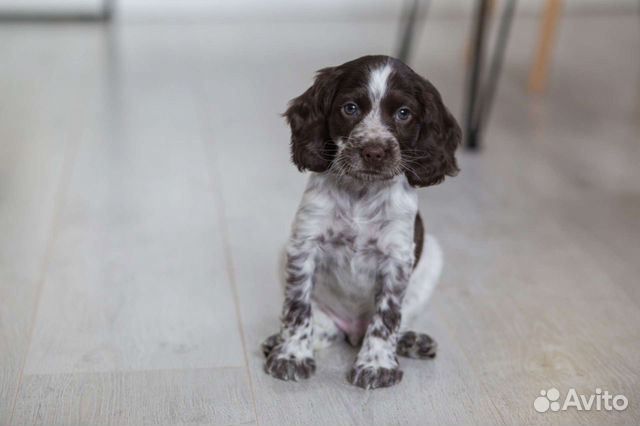 Русский спаниель щенок