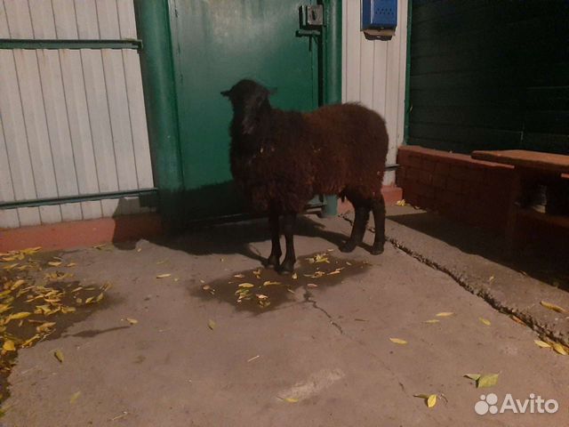 Овца беременная