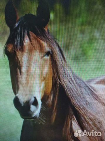 Продам коня и лошадь