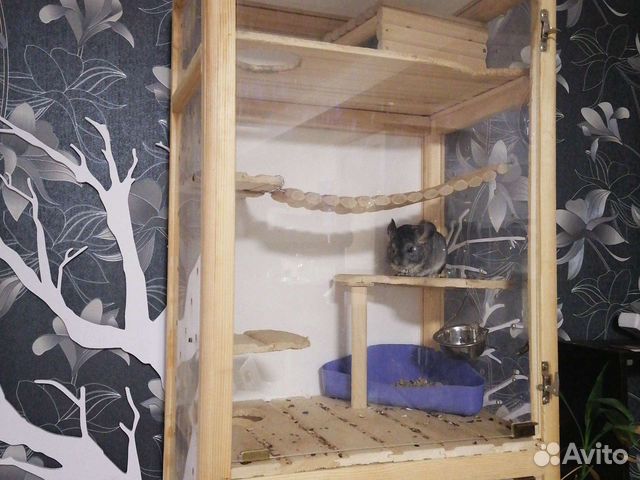 Семья шиншилл с клеткой