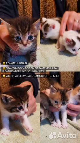 Котята в добрые руки даром