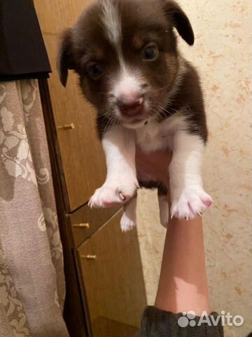 Щенки чихуахуа