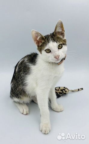 Лучший на свете котик ищет любящую семью