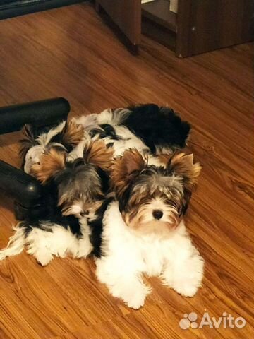 Щенки бивер маленький мальчик