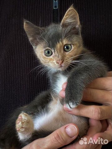 Котята в добрые руки бесплатно