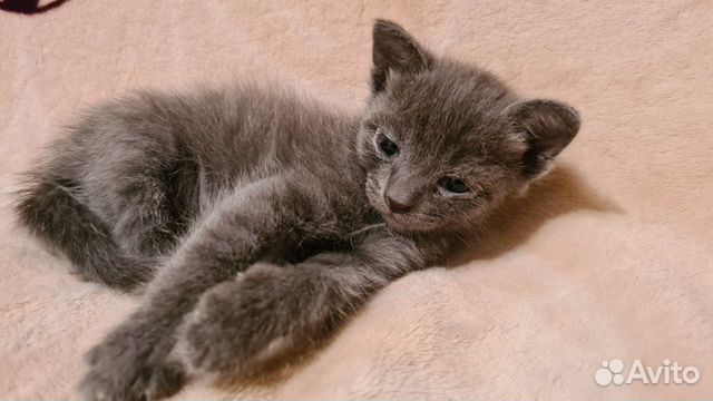 Котёнок в добрые руки