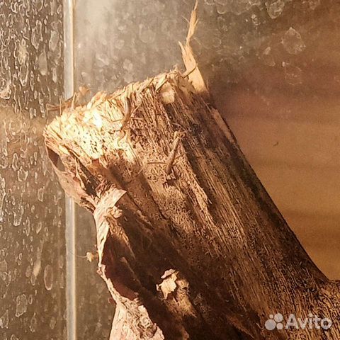 Маленькие богомолы