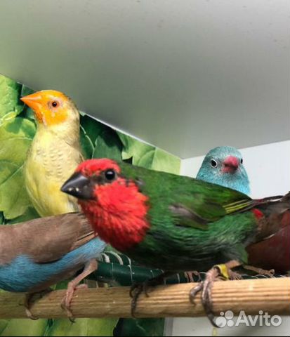 Амадина красноголовая попугайная