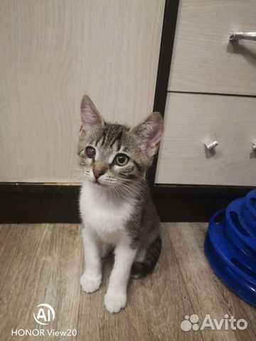 Особенный котенок
