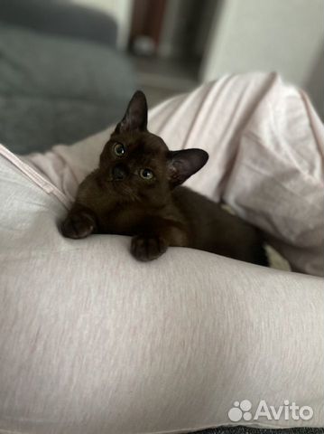 Продам котенка европейской бурмы