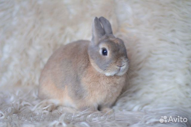 Кролик минор мальчик, 6 месяцев