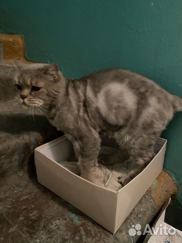 Кот потеряшка