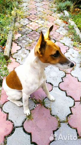 Фокстерьер в добрые руки