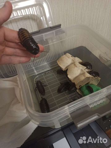 Мадагаскарские тараканы