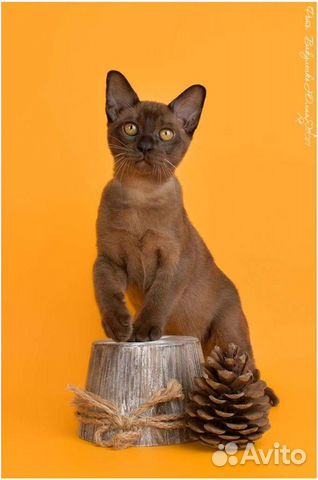 Бурманский чудо-котик